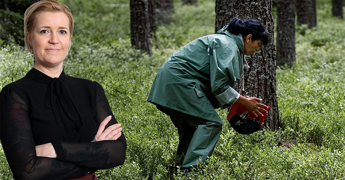 Bärplockarna i Åsele levde närmast som slavar | Dagens ETC